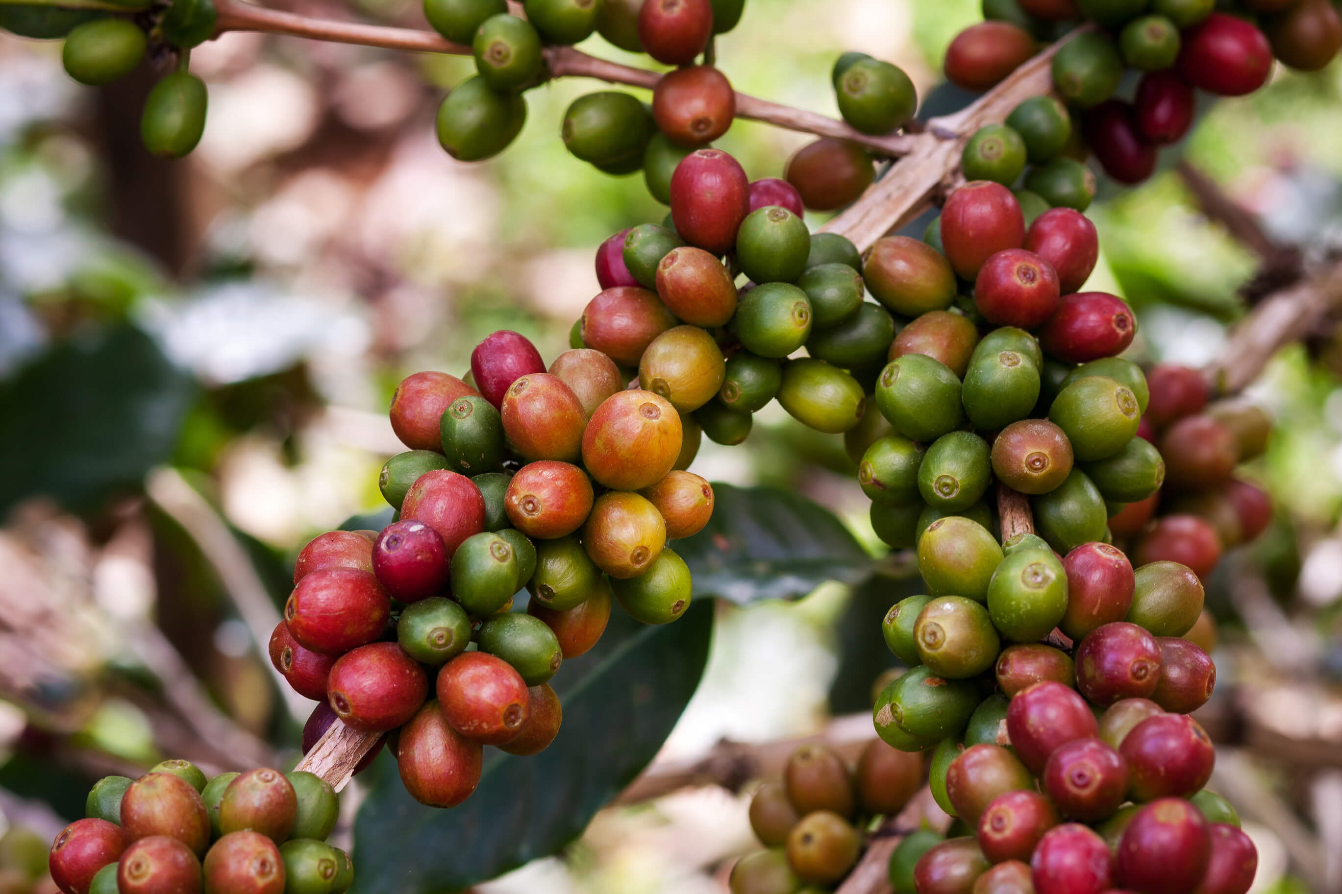 Coffee's Journey: 10 Essential Steps from Seed to Cup – Coffee Collective